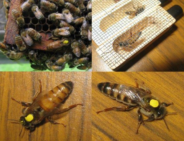 Honey Bee Queen Mating