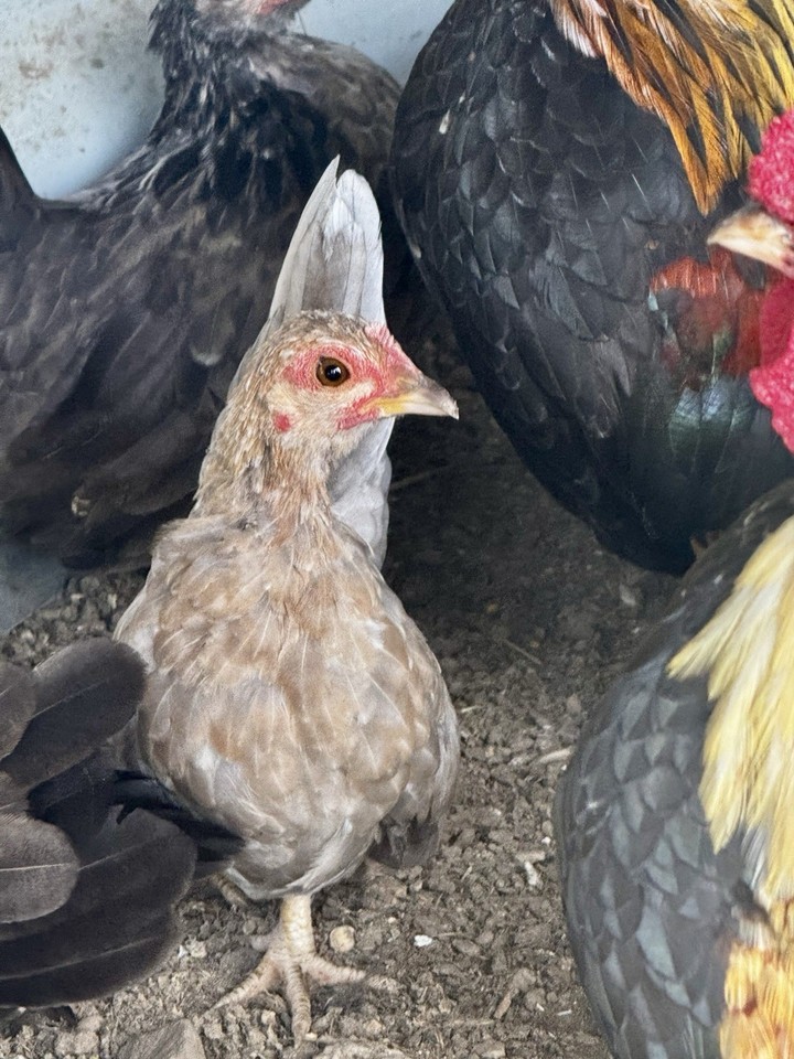 6+Serama Hatching Eggs Fertile Serama Hatching Eggs Smallest Chickens Tiny Chick | eBay