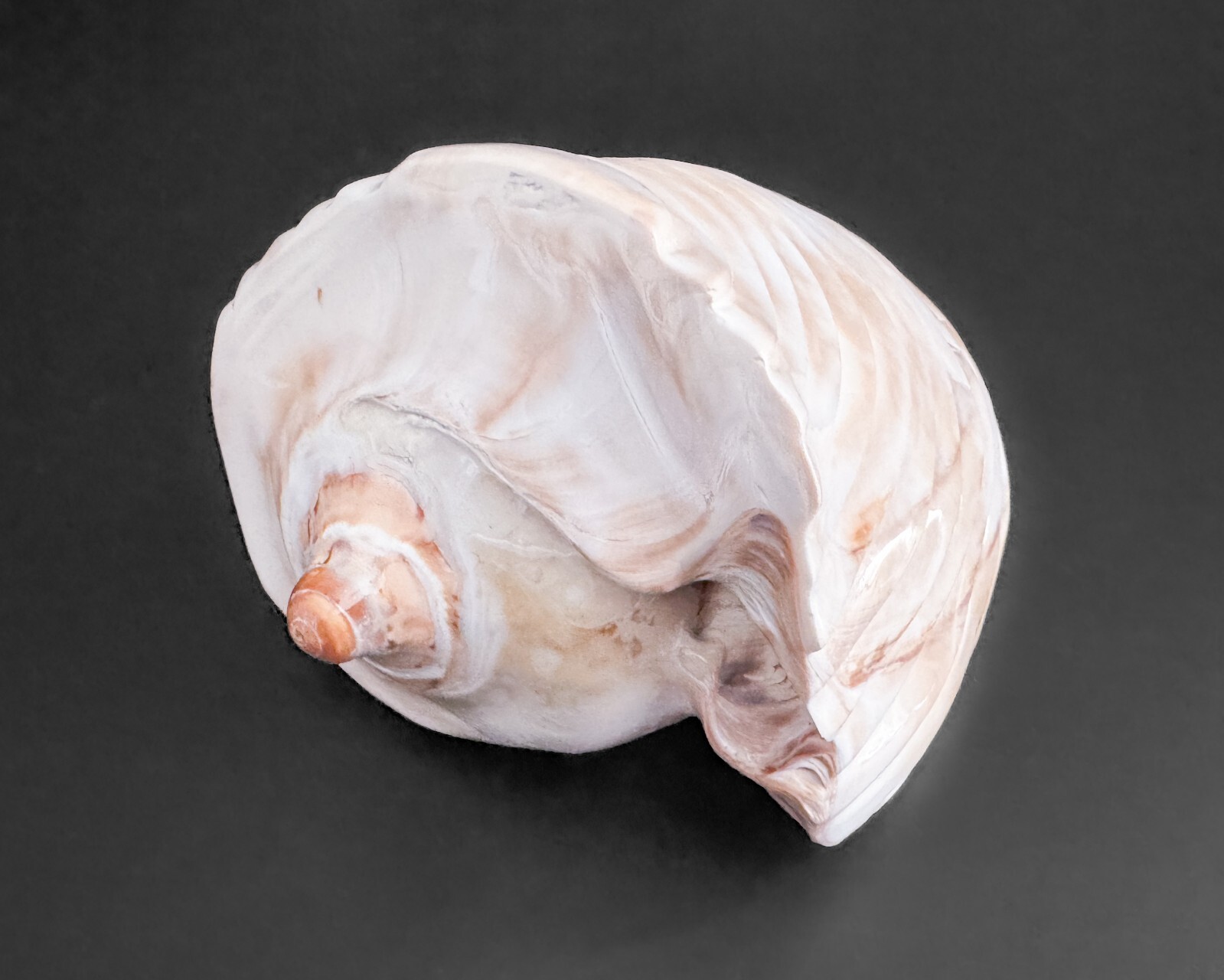 Natural Conch Sea Shell 6" Long Large Pink Rare Find Beautiful | eBay