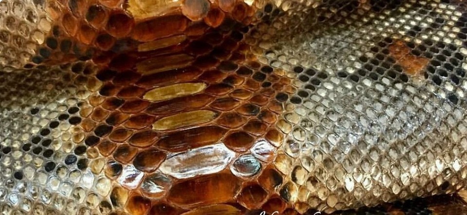 GENUINE FULL PYTHON SNAKE SKIN HIDE RARE COLOR 3.85 meter 151" LONG ...