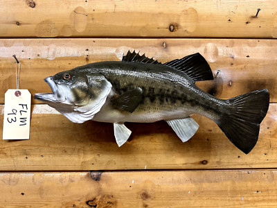 Brand New Real Skin Mount Largemouth Bass Small Mouth Fish Taxidermy ...