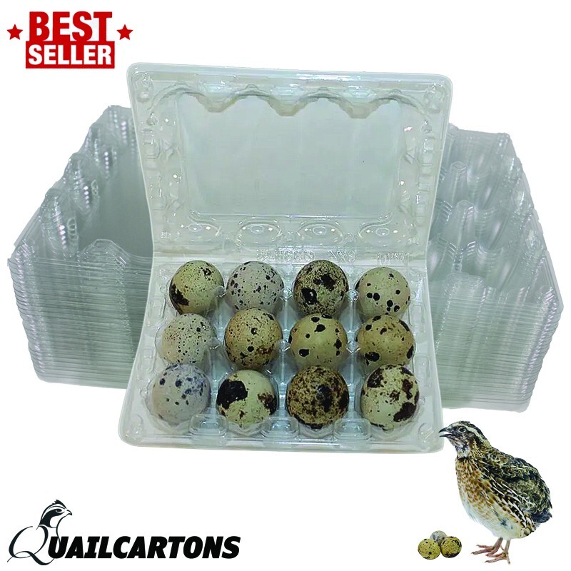 Quail Eggs Size