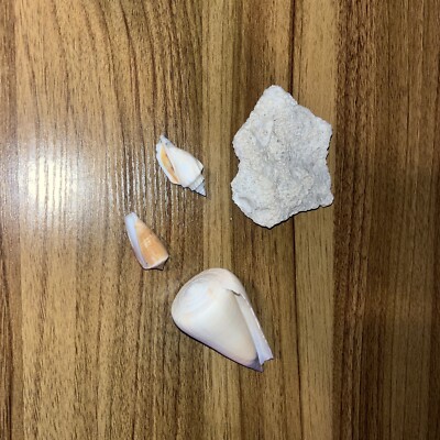 Assorted REAL Sea Shells and Coral | eBay