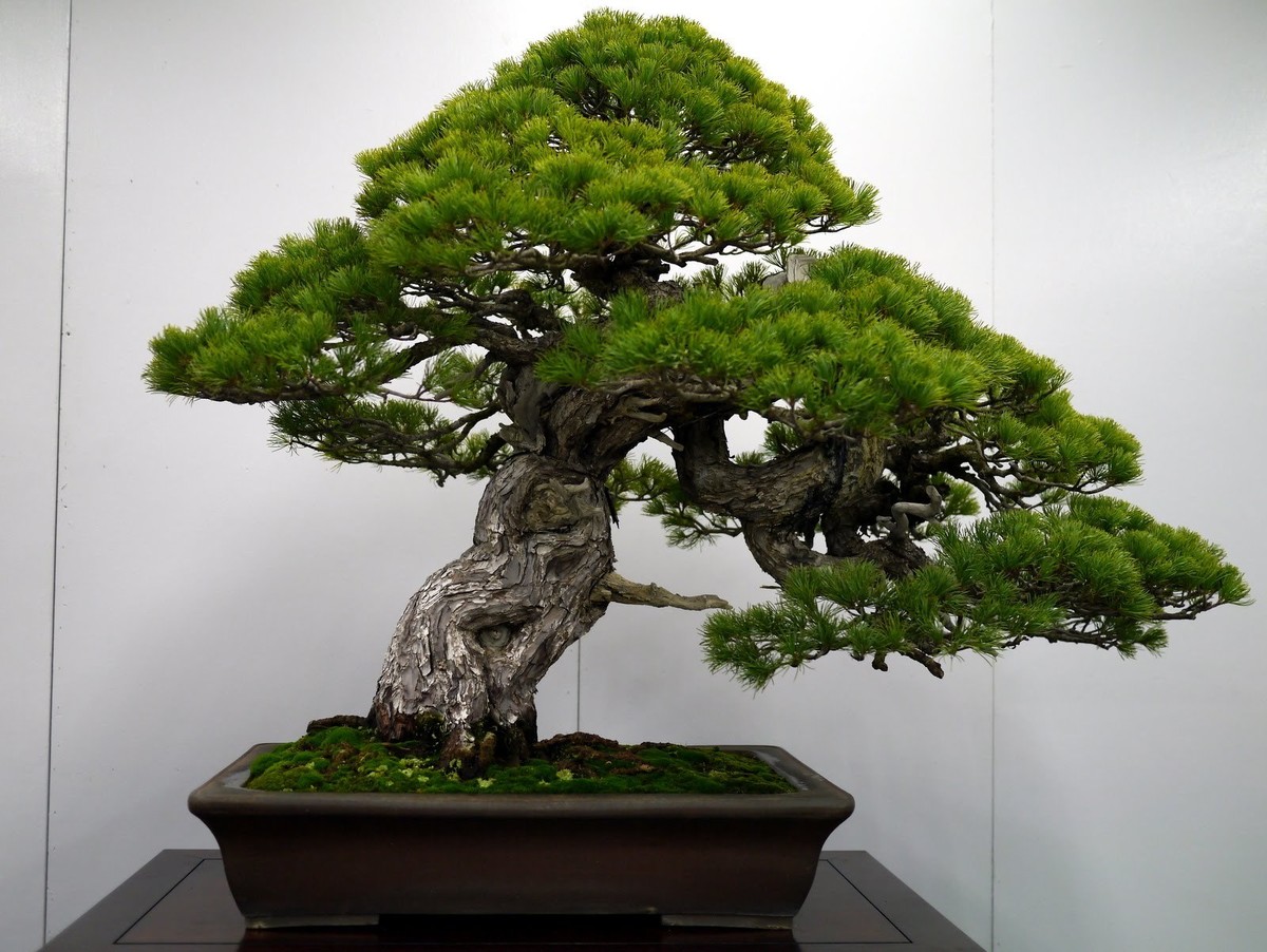 Japanese Black Pine Bonsai How To Grow And Care For Japanese Black
