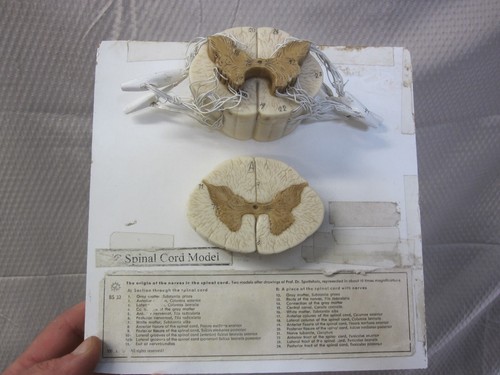 Vintage Clay Adams Spinal Cord Nerve Anatomy Model | eBay