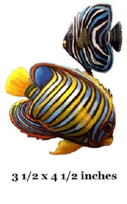 Royal Semicircle Angelfish Wall Decal Semi Circle Angel Fish Sticker ...