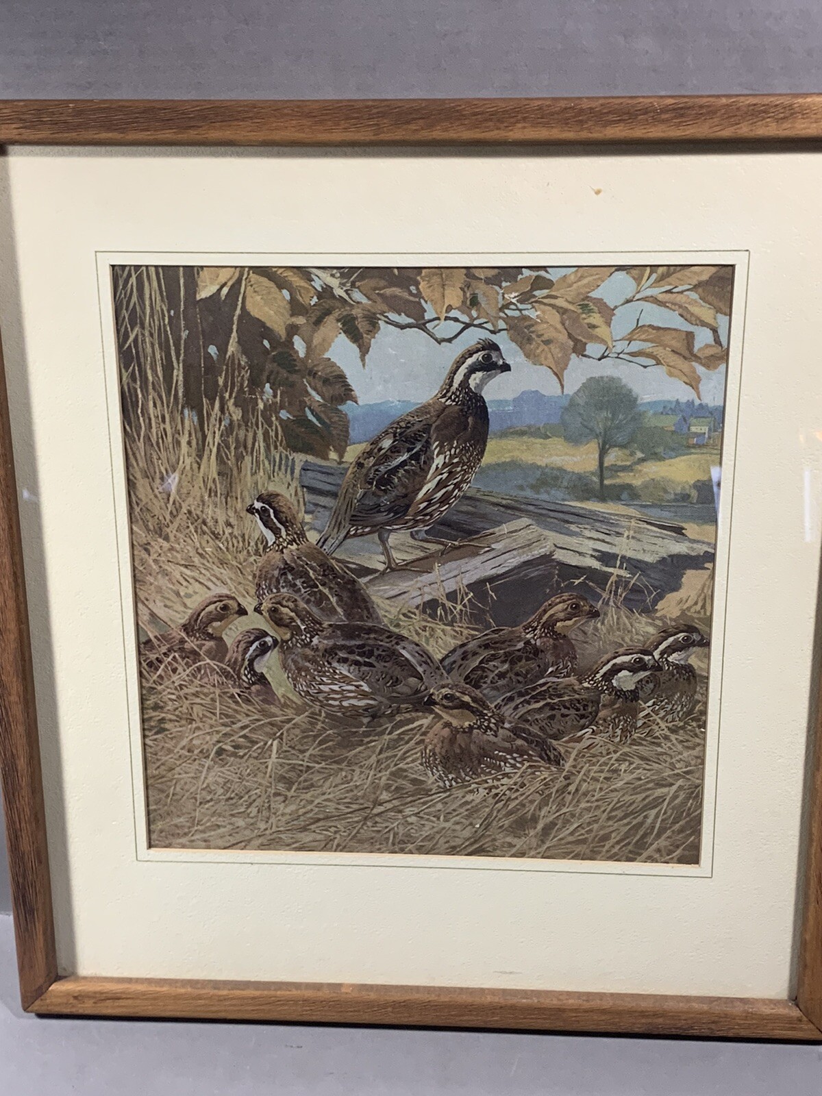 Lynn Bogue Hunt Bobwhite Quail ~ 1917 Du Pont Art Print Lithograph ...