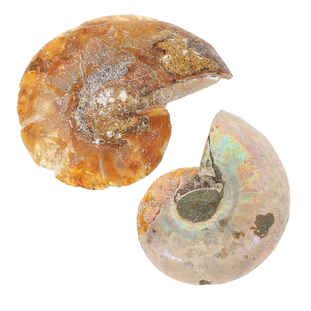Fossil Toy Set for Home & Office Decor - 2pcs | eBay