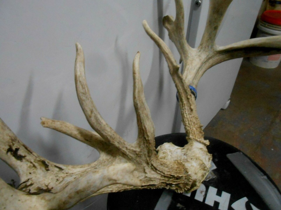 32" SUPER WIDE heavy 240-2/8" WHITETAIL DEER RACK Antlers mule elk ...