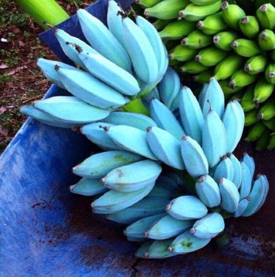 Blue Java Banana Seeds (Musa acuminata × balbisiana) Var. Blue Java 20 ...