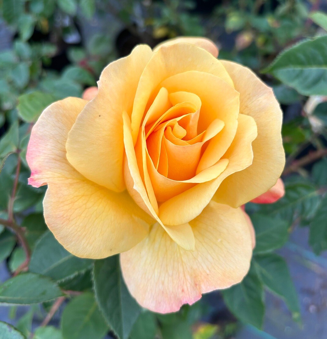 Yellow Tea Rose PlantFiles: The Largest Plant Identification Reference