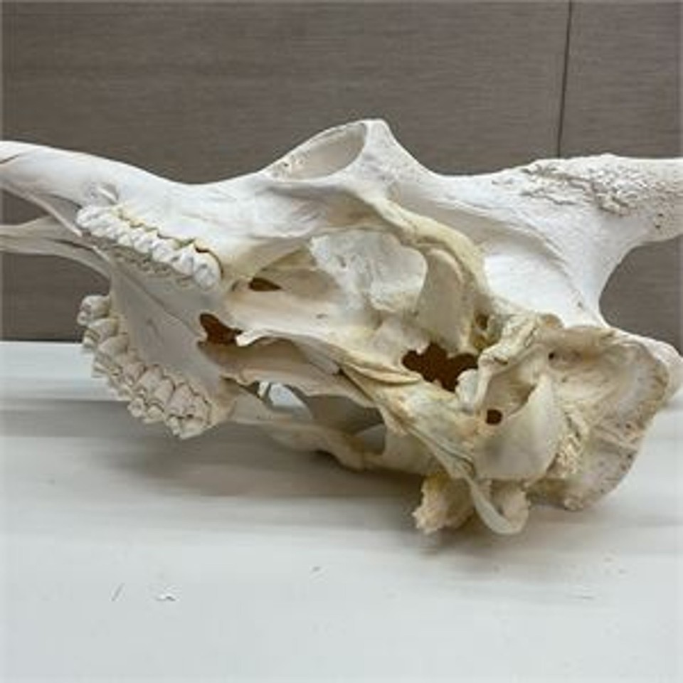 Authentic Massive South African Giraffe Skull Taxidermy Safari ~28 ...