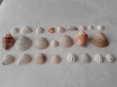 LARGE COLLECTION OF SEA SHELLS FROM LIDO BEACH FLORIDA. | eBay