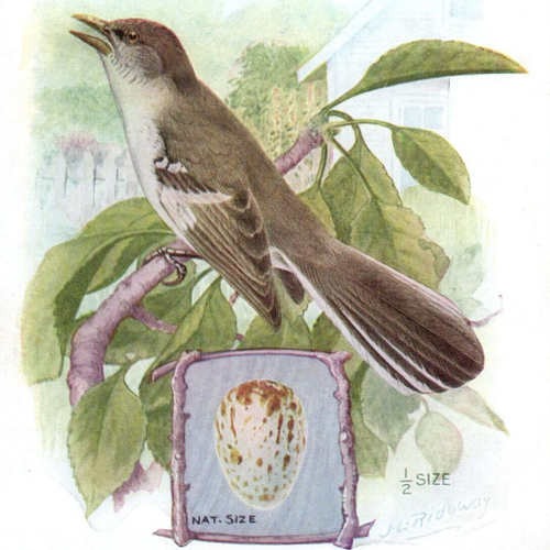 c1927 J.L. Ridgway Mockingbird Singer Sewing Machine Ad Card American ...