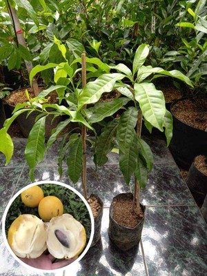 Dwarf Grafteds Sapodilla Abiu fruit Tree – fast fruit bearing | eBay