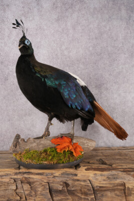 Himalayan Impeyan Pheasant SKU 2951 | eBay