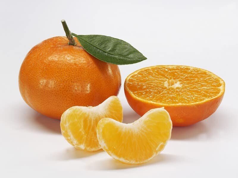 Seedless Citrus Orange Tree Delicious Navel Oranges 1-2 Ft Indoor ...