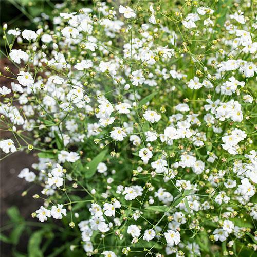 Gypsophila Elegans Covent Garden Seeds Grow Your Own Flowers Borders | eBay