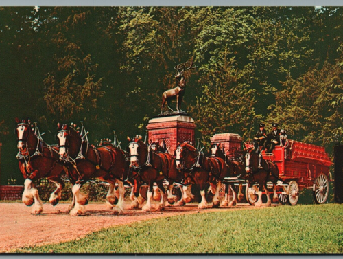 Budweiser Clydesdale 8-Horse Hitch Grants Farm St Louis MO.VTG Standard ...