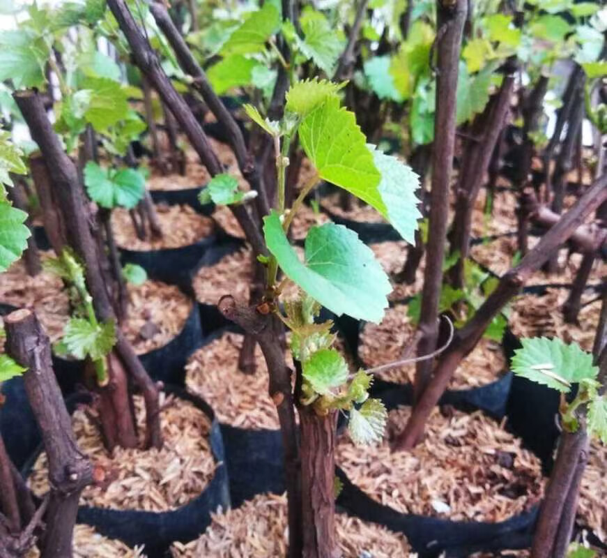 5+ Cutting Kyoho Grape Stem (Vitis vinifera) Fresh Cut | eBay