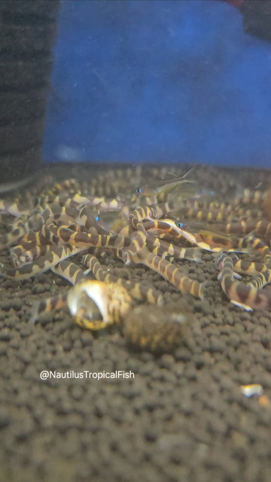 Kuhli Loach - Quarantined & healthy!2 day UPS live arrival guaranteed! | eBay