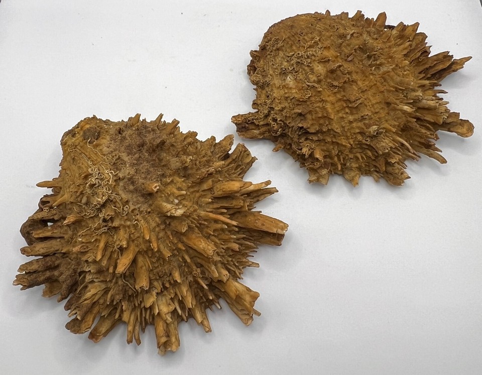 GIANT SPONDYLIDAE SPONDYLUS 177mm 7 in SPINY 2 PIECE CLAM SEA SHELLS ...