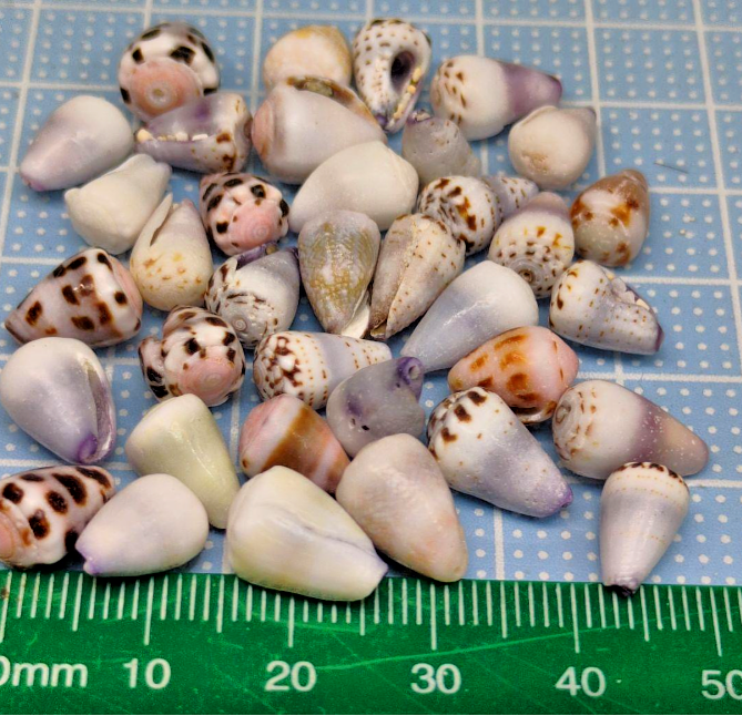 Cone Shell from japan Okinawa shell baby cone | eBay