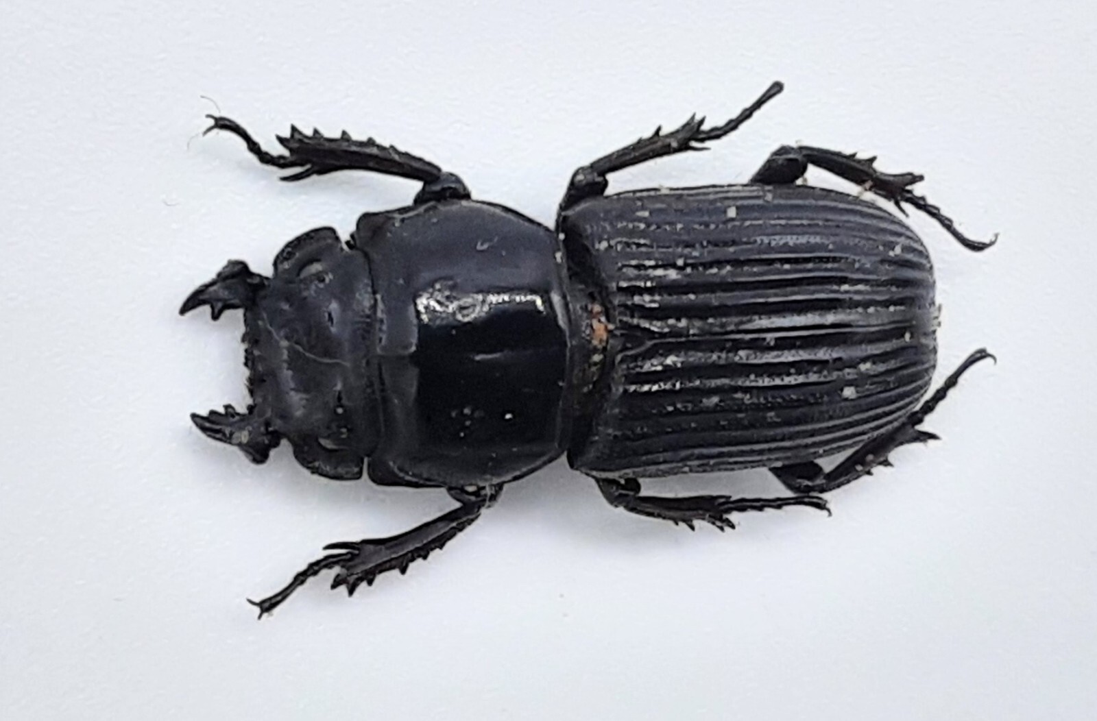 Lucanidae, Nigidius oblongus, A2, 16+ mm, #LM204 | eBay