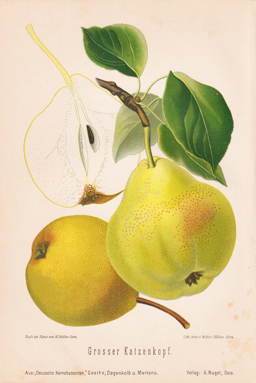 Large Cat's Head Bulbs Pears Poires Fruit Pomologie Lithography | eBay ...