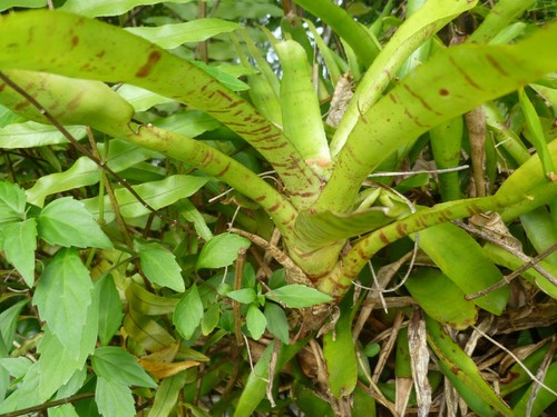 BROMELIAD: MINI NEOREGELIA TIGER CUB 2 Plants. Brown and Green | eBay ...