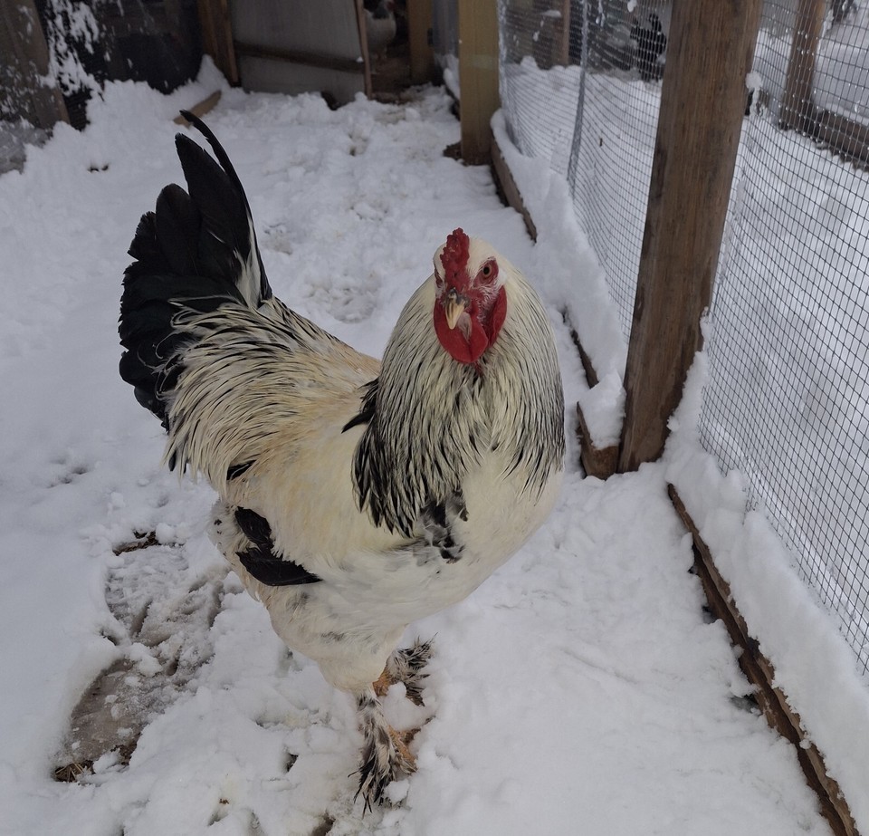 6 The King Of Chickens Pure Bred Colombian Brahma Hatching Eggs, Npip ...