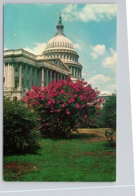 US Capitol Building Washington DC Pink Flowers Vintage Postcard | eBay