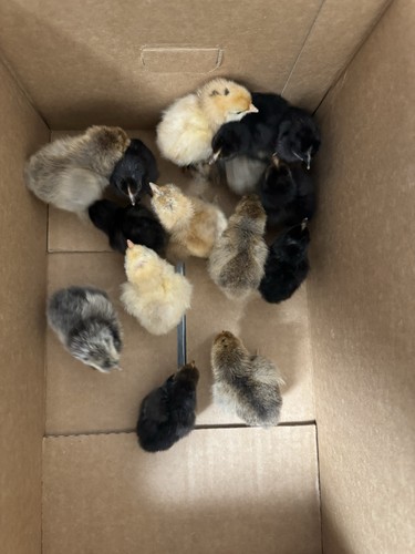 15+ Assorted Bantam Hatching Eggs | eBay