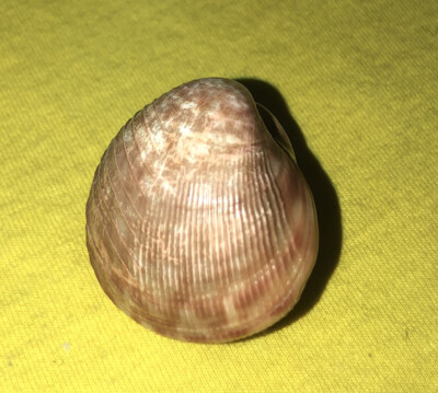 *Nemocardium lyratum (Lyrate Cockle) 38mm !!! | eBay