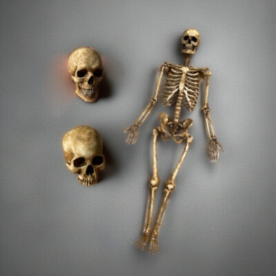 1:6 Scale Human Beings Skeleton PVC Models for 12" Action Figure ...