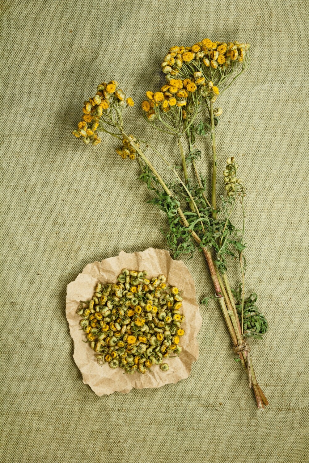 Tansy Herb / Tanacetum vulgare L / Herbal Tea Health Embassy | eBay