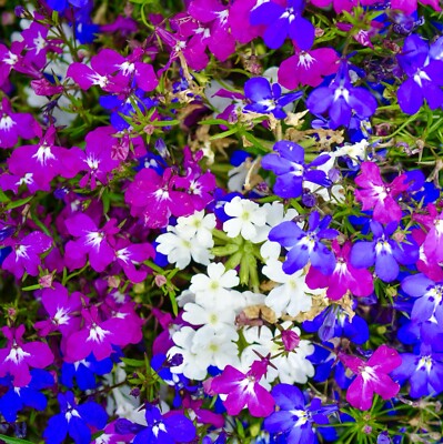 TRAILING LOBELIA CASCADE MIX - 3600 seeds - Lobelia String - BALCONY ...