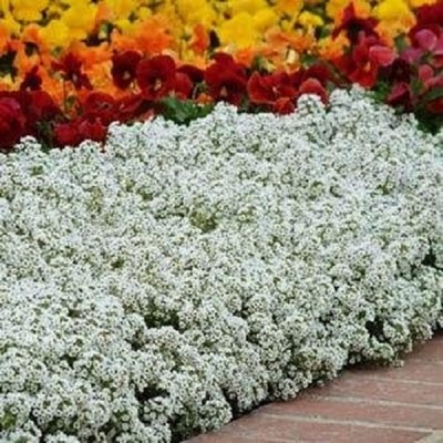 F0024 SWEET ALYSSUM 'Carpet of Snow' x300 seeds SUPERB SNOW WHITE ...