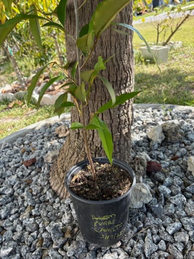 2 YO PURPLE STAR APPLE SEEDLING (CHRYSOPHYLLUM CAIMITO ) NOT GRAFTED | eBay