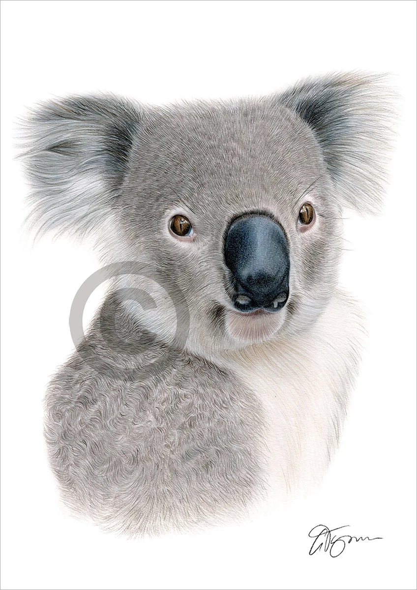Koala Pencil Drawing