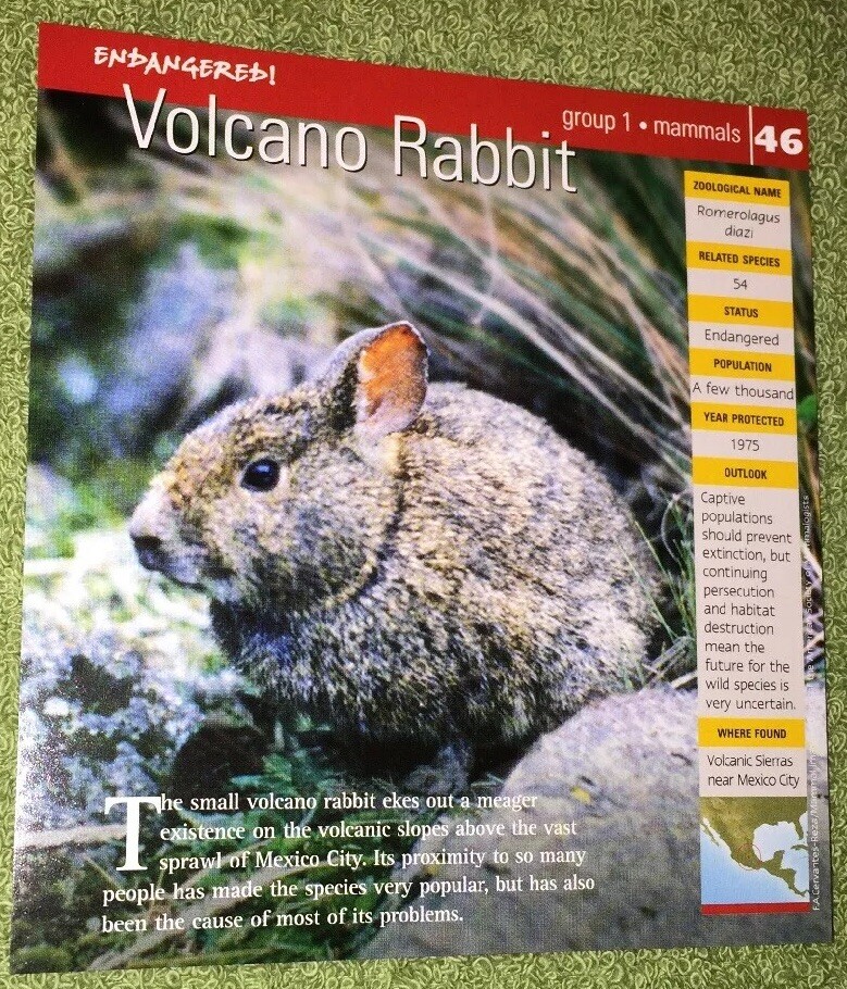 Volcano Rabbit Zoos In Japan Volcano Rabbit, Higashiyama Zoo, Nagoya