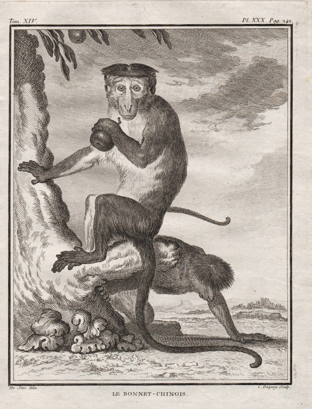 Bonnet Macaque Indian Hutaffe Monkeys Engraving Copperplate Buffon 1780 ...