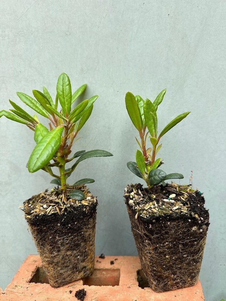 YAKU PRINCE~~ Rhododendron~Well Rooted STARTER Plant~MAY BE DORMANT! | eBay