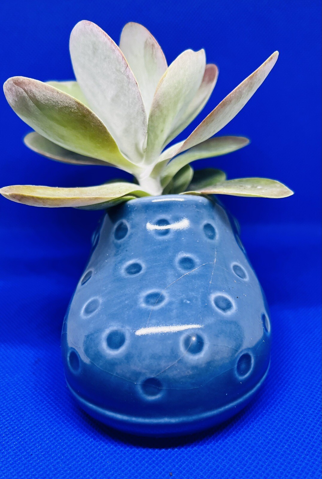 Croc Planter/ Easy To Care For/ Succulent/ Houseplant/Charming | eBay