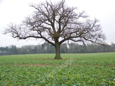 Photo 6x4 Root crops and oak tree near East Tytherley Stony Batter Root ...