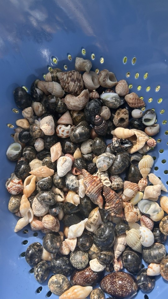 Mystery Kupe’e Unique Hawaiian Shell (Nerite) mixed pack Fresh Oahu 9x ...