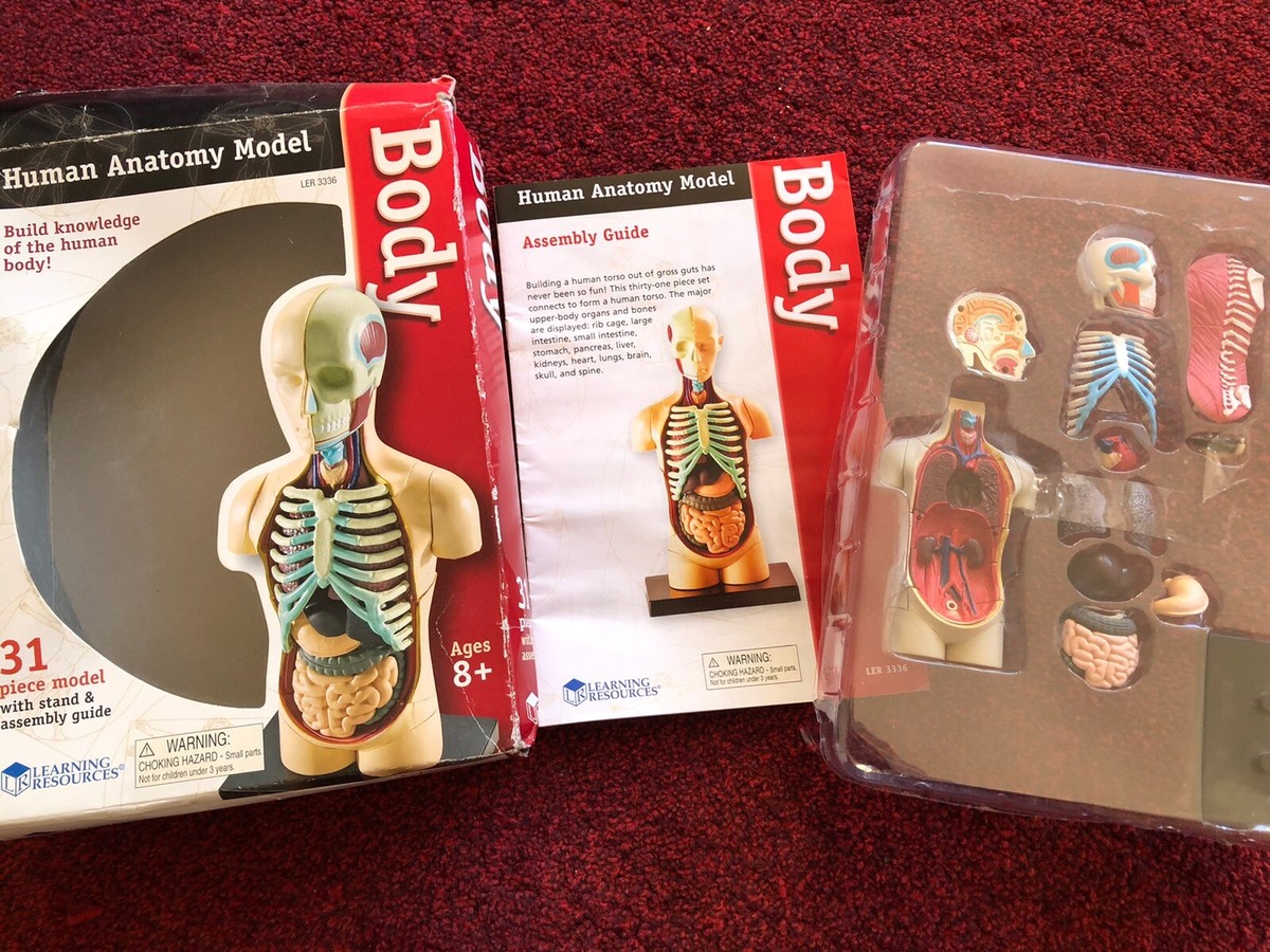 Gross Anatomy Study Guide