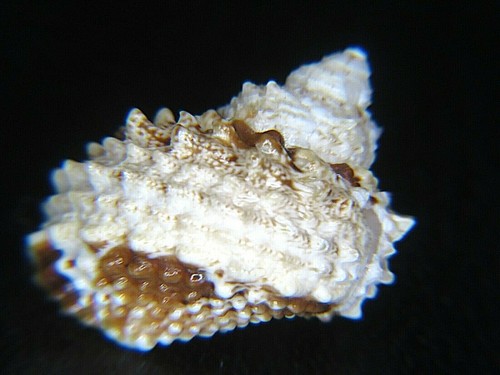 TURBO CASTANEUS: SELF-COLLECTED SPINEY @ 15.74 x 18.04MM W/OPERCULUM ...