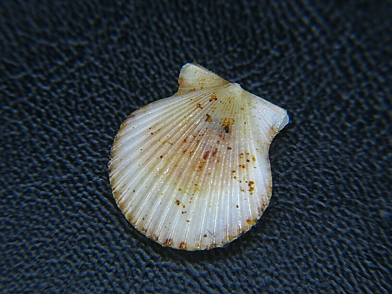 PECTEN "AEQUIPECTEN" GIBBUS: COLLECTED BY THE SHRIMPER "WINDY D" @ 16 ...