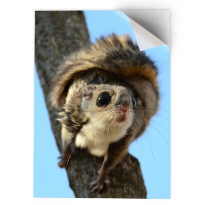 1 x Vinyl Sticker A3 - Cute Flying Squirrel Face #3281 | eBay UK